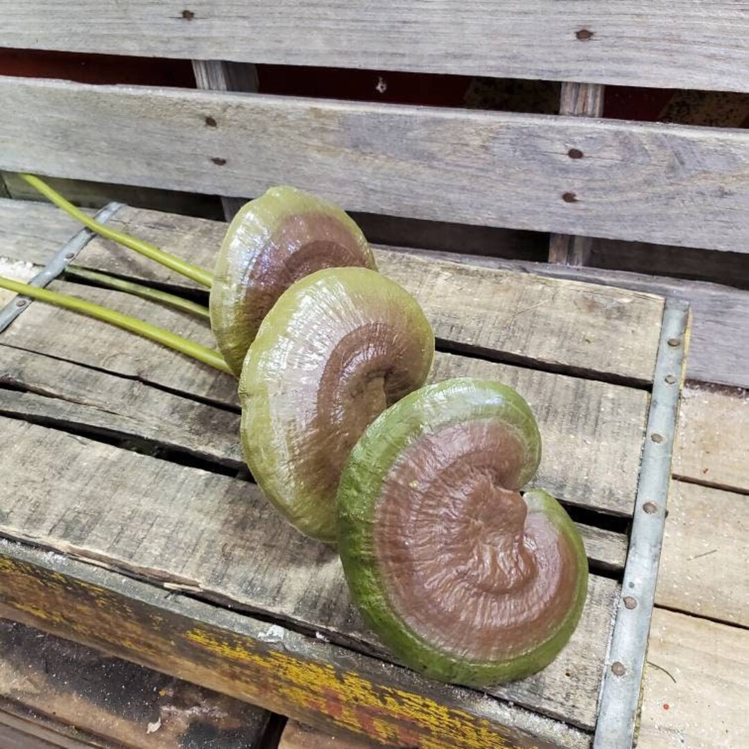Plastic Artificial Mushroom Set of 3 ~ Natural Mushroom Decor - Etsy