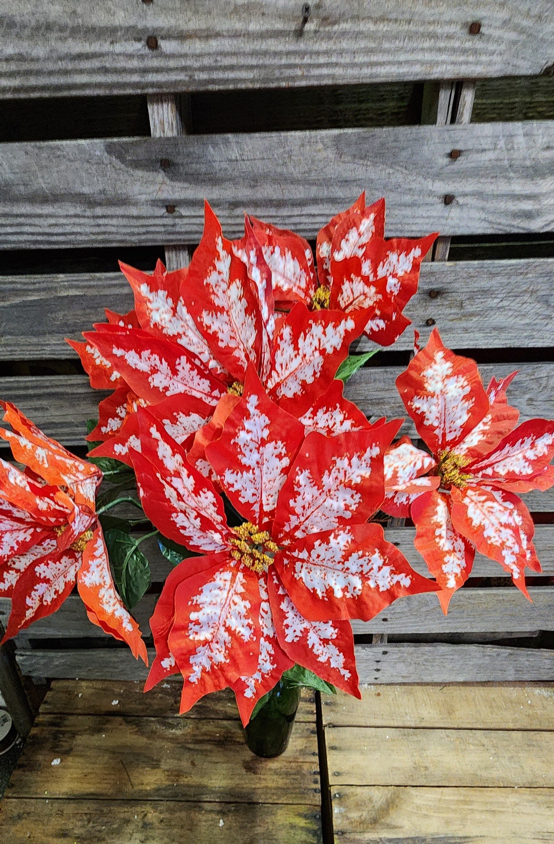 Christmas Varigated Peppermint Poinsettia Bush X 7- Holiday Floral ...
