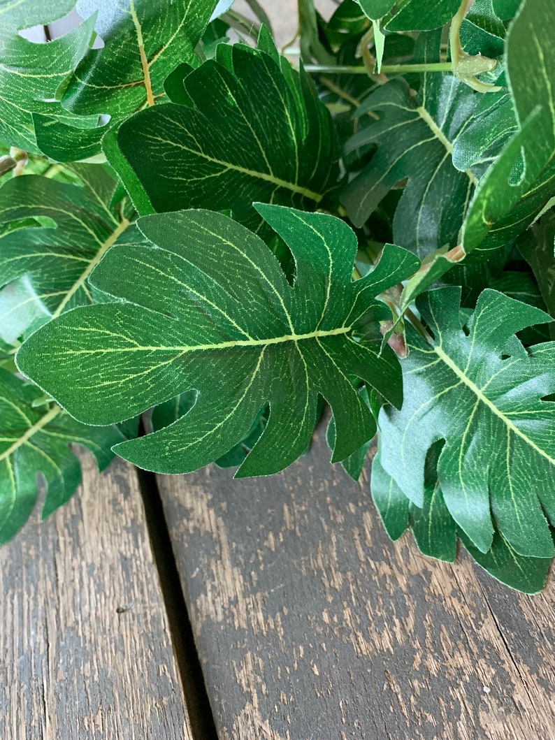 16 Split Leaf Philo Bush X9 With 54 Leaves Trending | Etsy