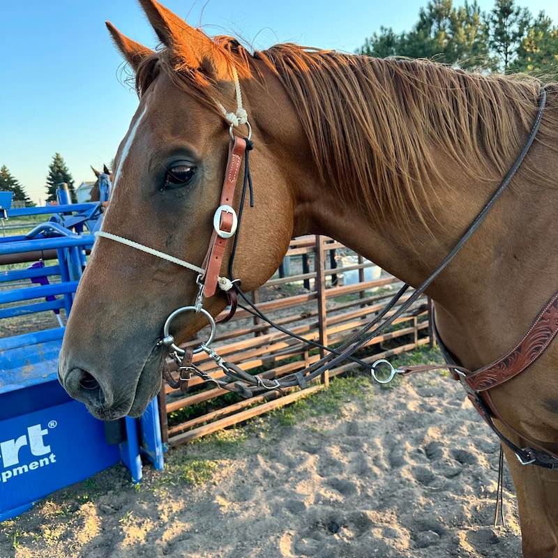 Leather Horse Tie Down - Etsy