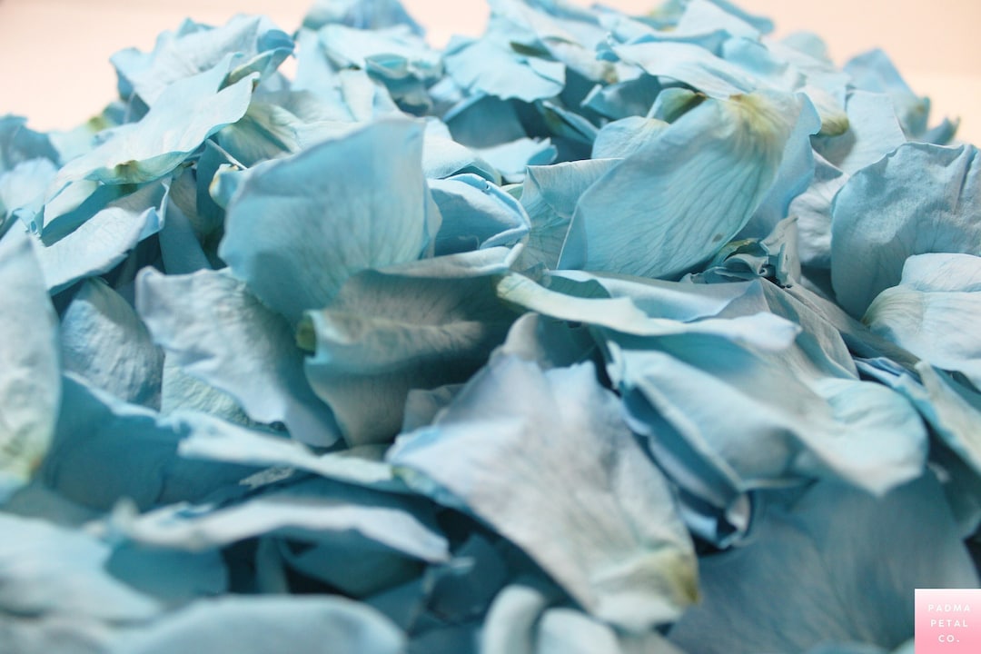 Turquoise Blue Rose Petals for weddings, royal blue preserved rose ...