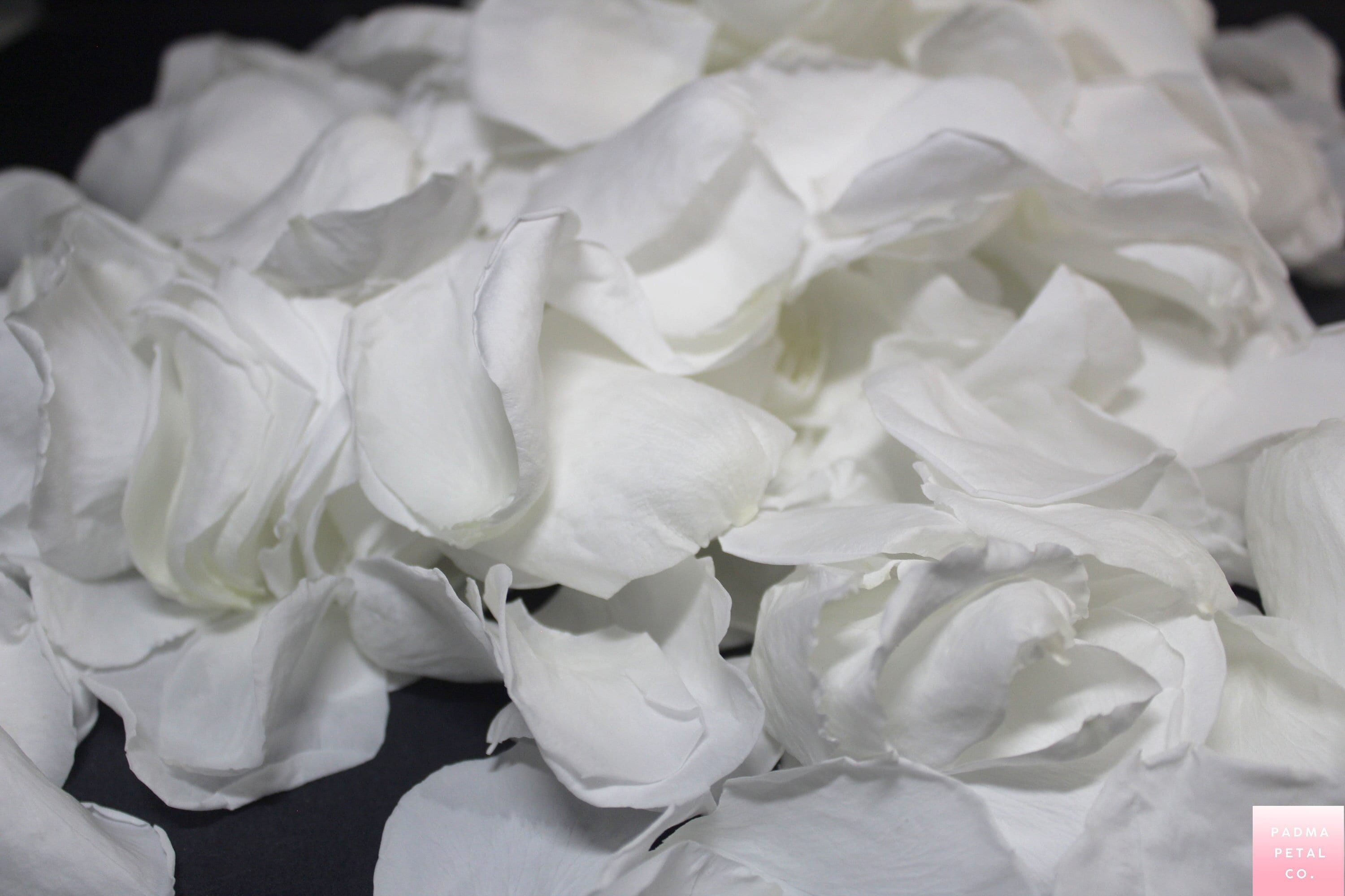 White Rose Petals Pure White Preserved Rose Petals Wedding | Etsy