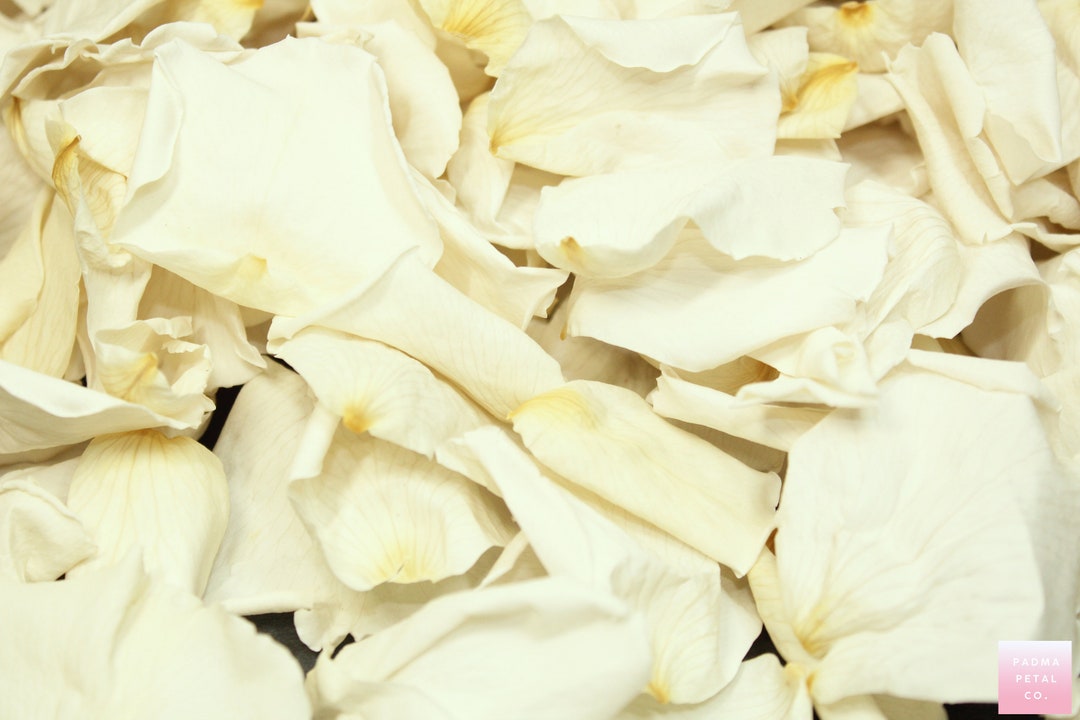 Preserved Ivory White Rose Petals: Biodegradable Wedding Confetti - Etsy