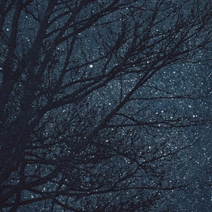 Oak Tree Etching and Aquatint | Etsy