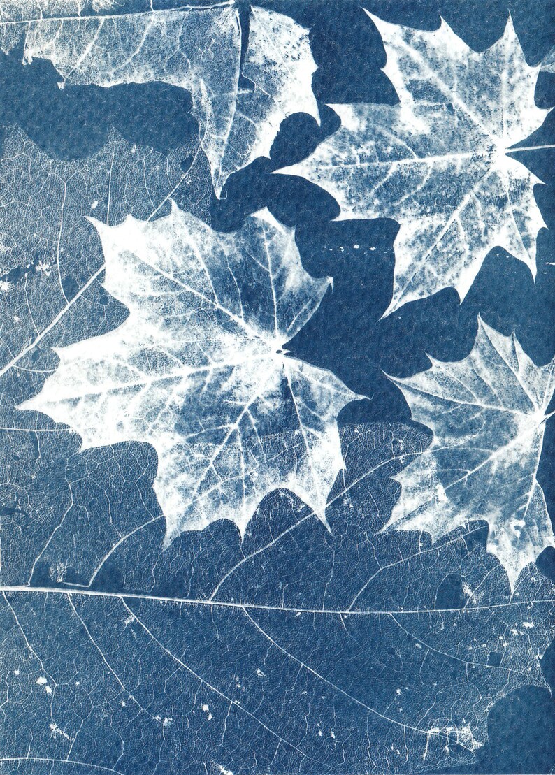 Set of 9 Original Cyanotype Prints - Etsy