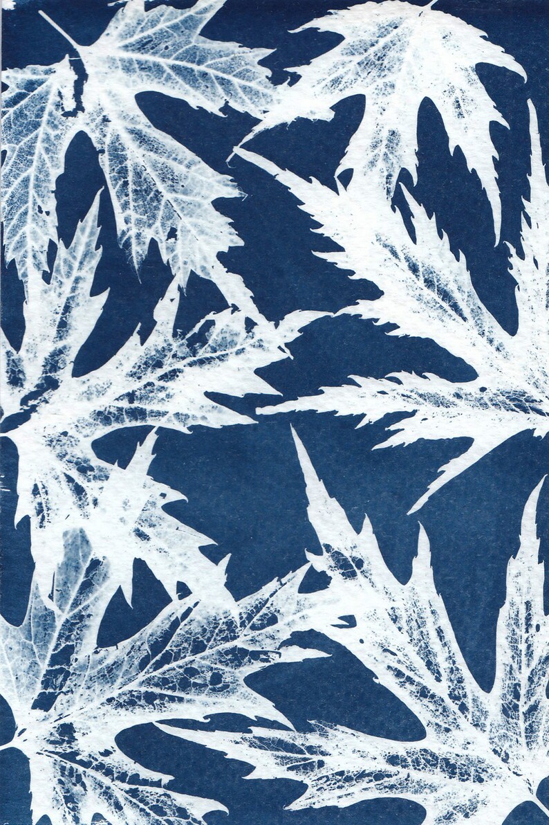 Set of 9 Original Cyanotype Prints - Etsy