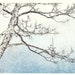 At Dawn birch Tree Etching and Aquatint - Etsy