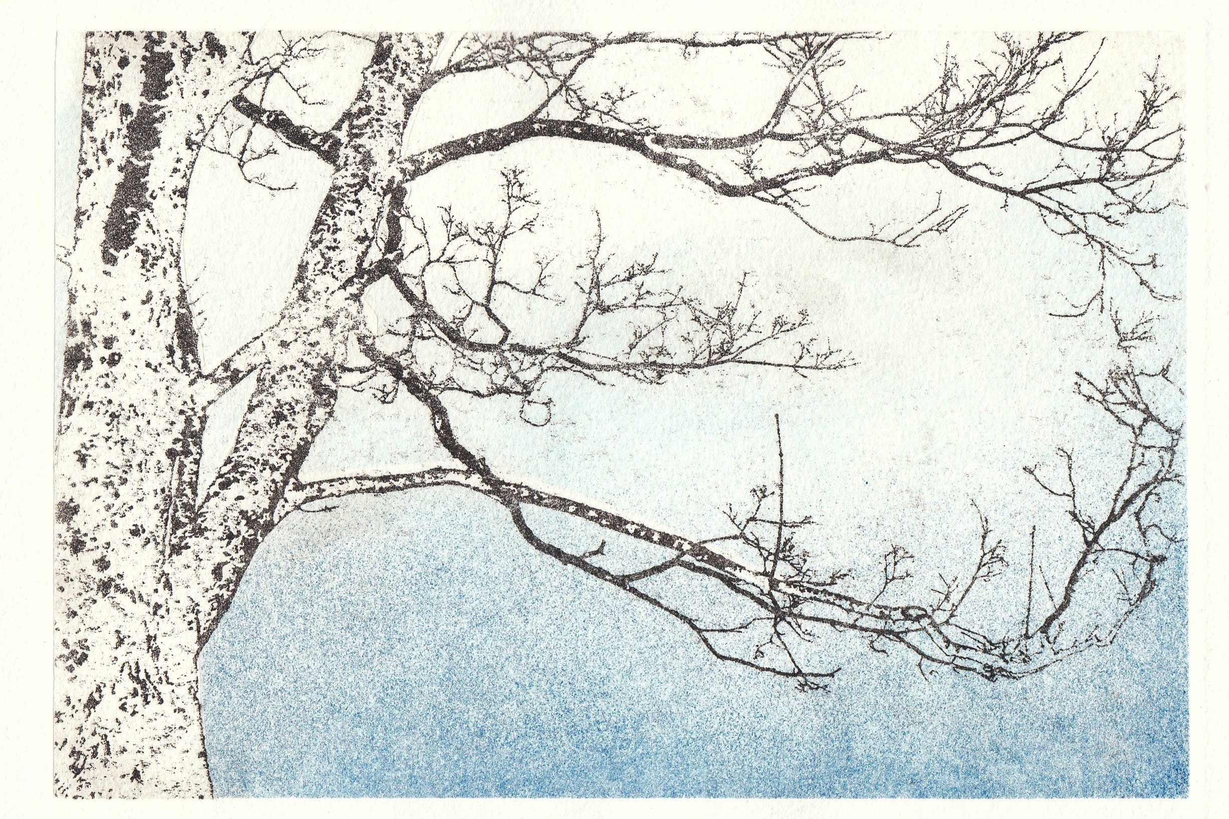 At Dawn birch Tree Etching and Aquatint - Etsy