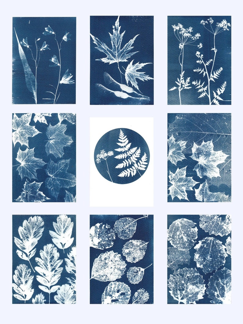 Set of 9 Original Cyanotype Prints - Etsy