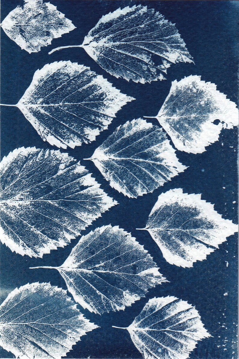Set of 9 Original Cyanotype Prints - Etsy