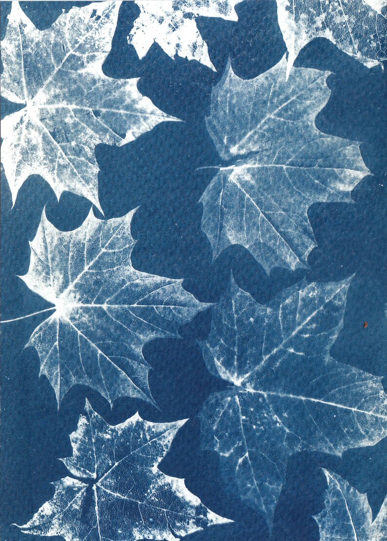 Set of 9 Original Cyanotype Prints - Etsy
