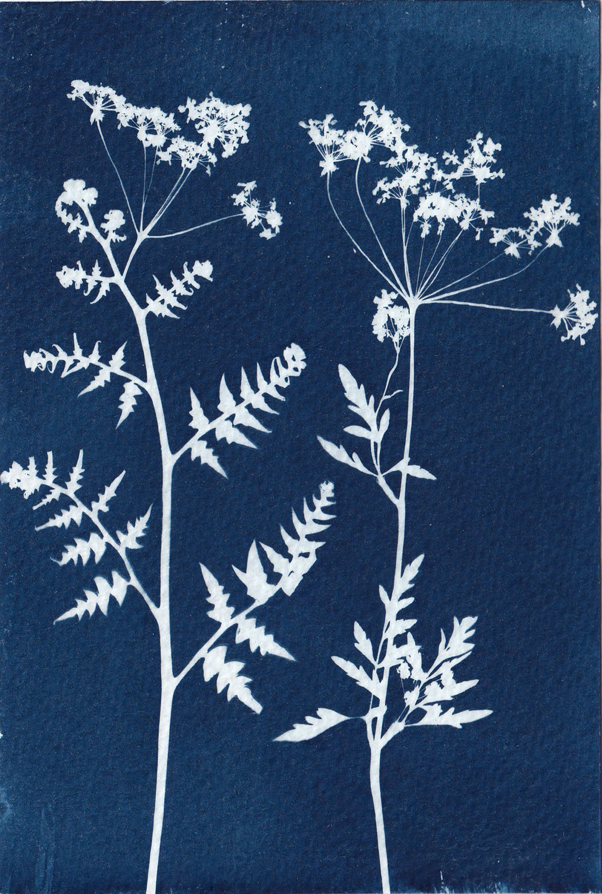 Set of 9 Original Cyanotype Prints - Etsy