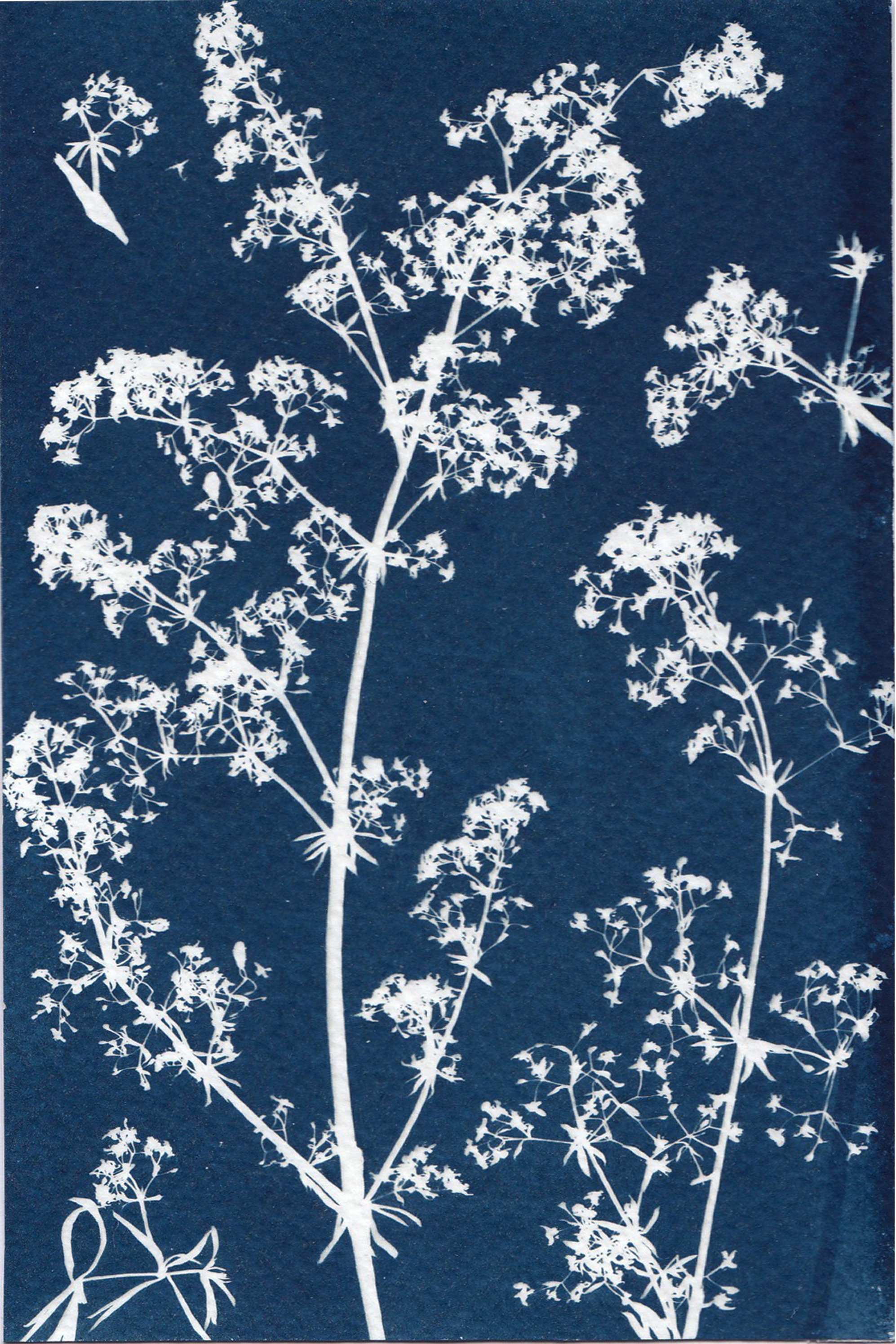 Set of 9 Original Cyanotype Prints - Etsy