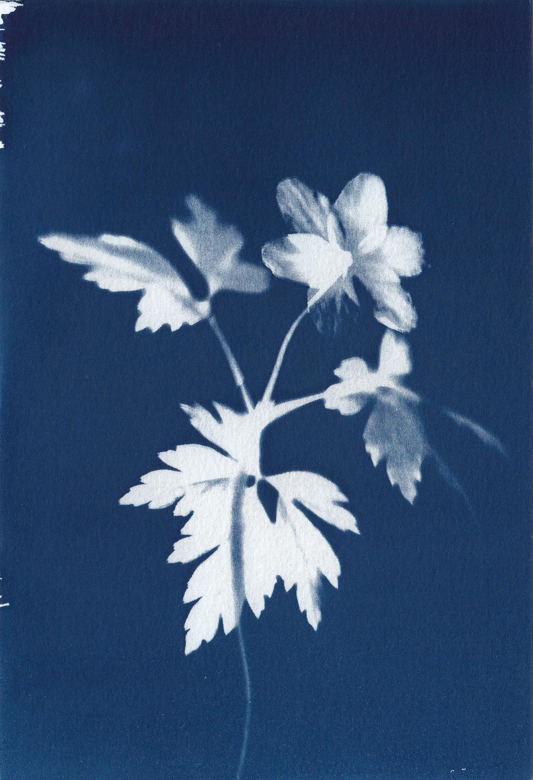 Set of 9 Original Cyanotype Prints X - Etsy