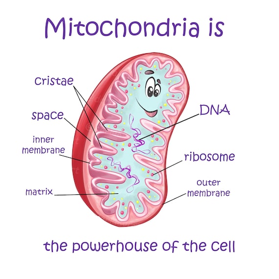 Organelle Clipart
