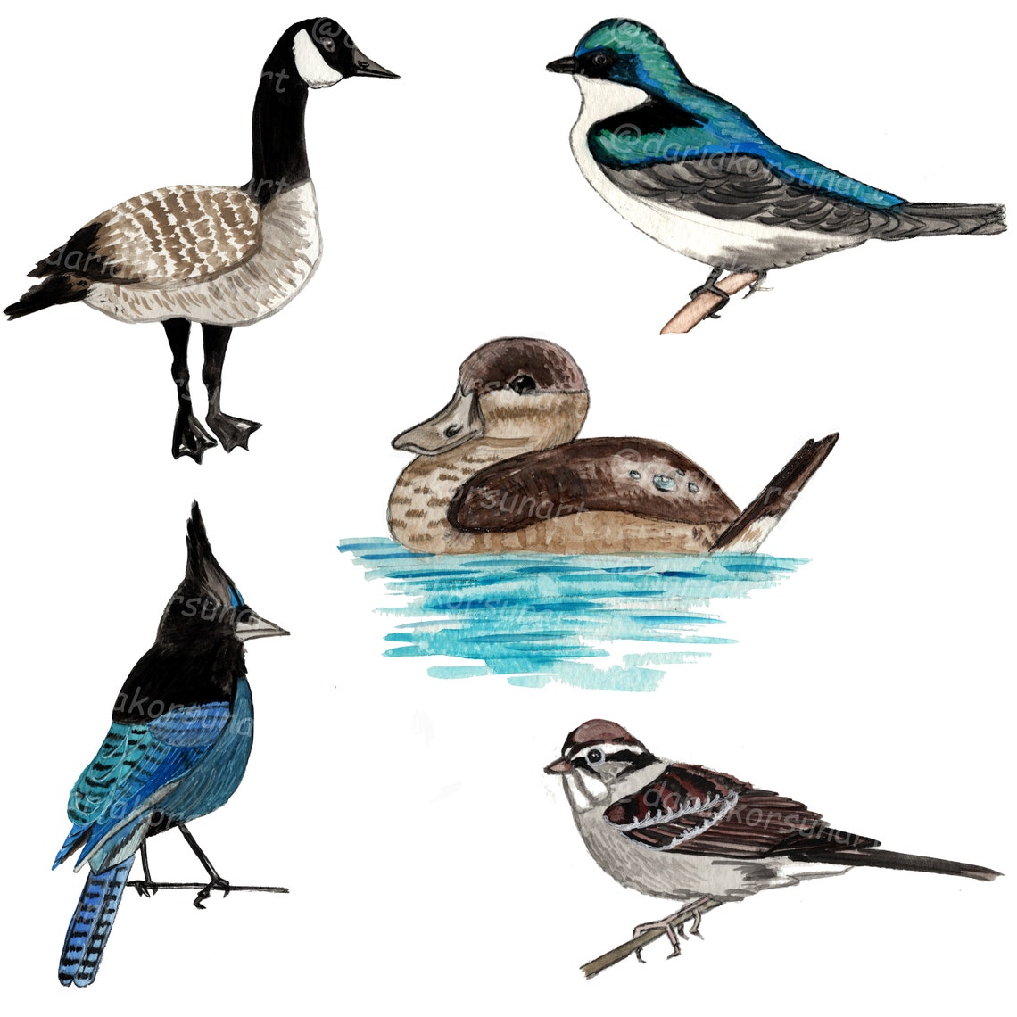 Canada Day Birds Clipart Bundle – Blue Jay, Canada Goose, Duck ...