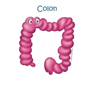 Cute Baby Organs – Digestive System | Biology Clipart Stickers PNG JPG ...