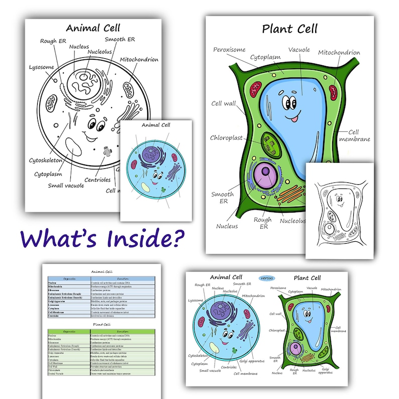 Plant & Animal Cell Labeling Worksheet | Biology Science Printable ...