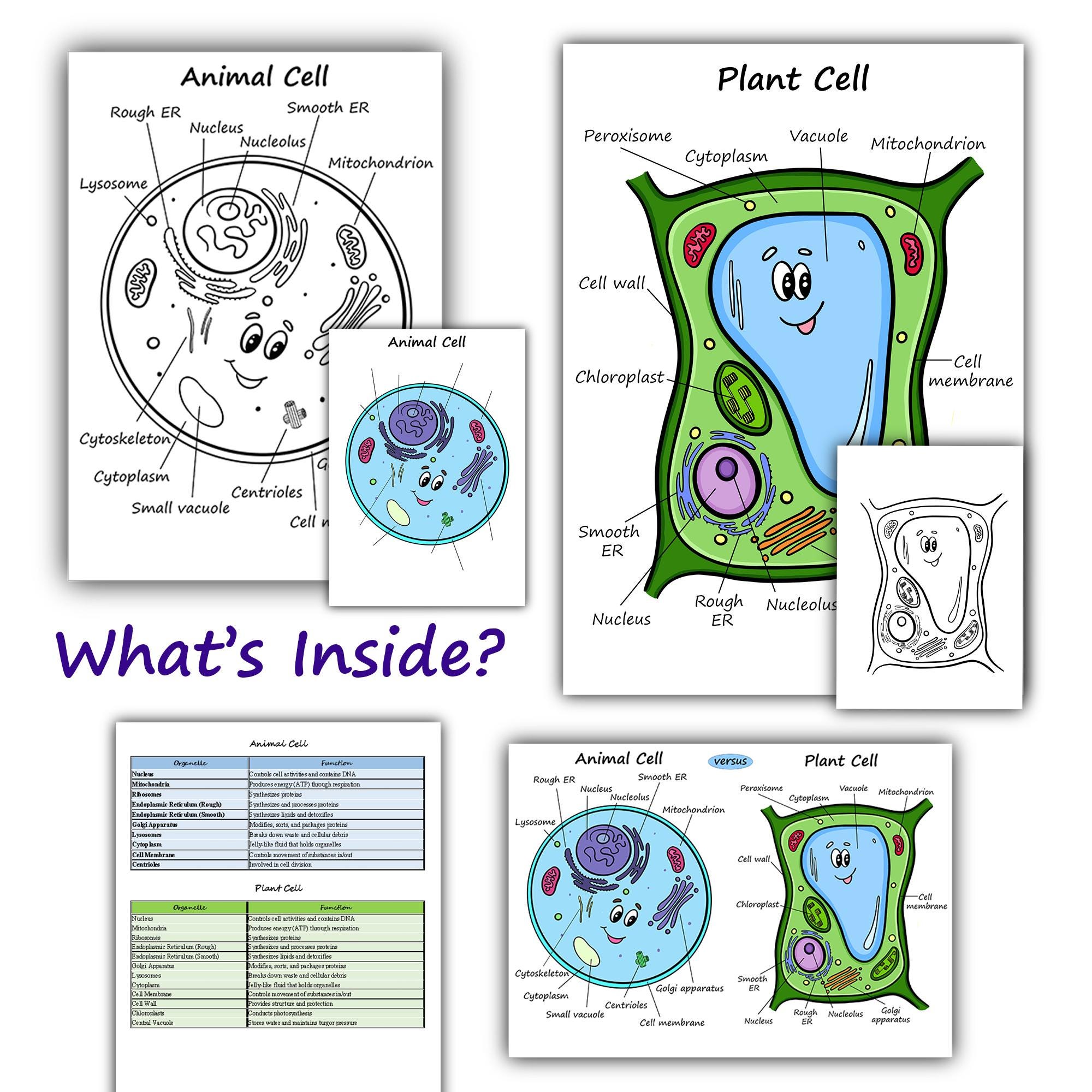 Plant & Animal Cell Labeling Worksheet | Biology Science Printable ...