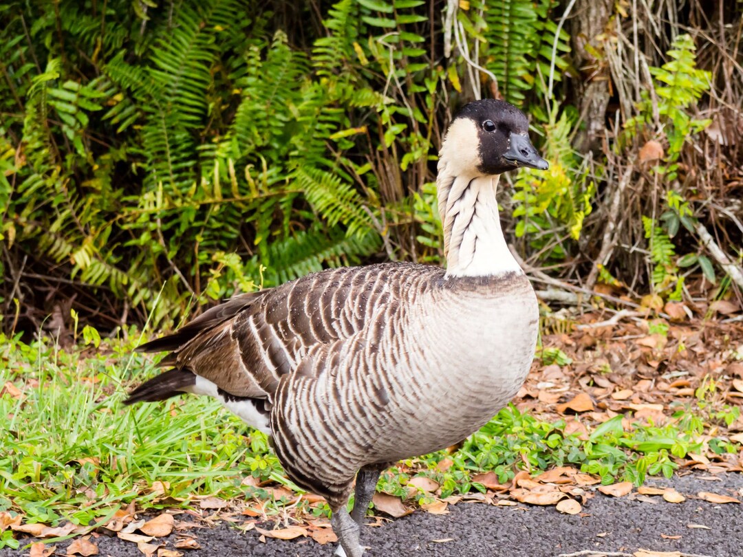 Nēnē Hawaiian Goose Photo Print, Hawaii State Bird, Nature Wall Art ...
