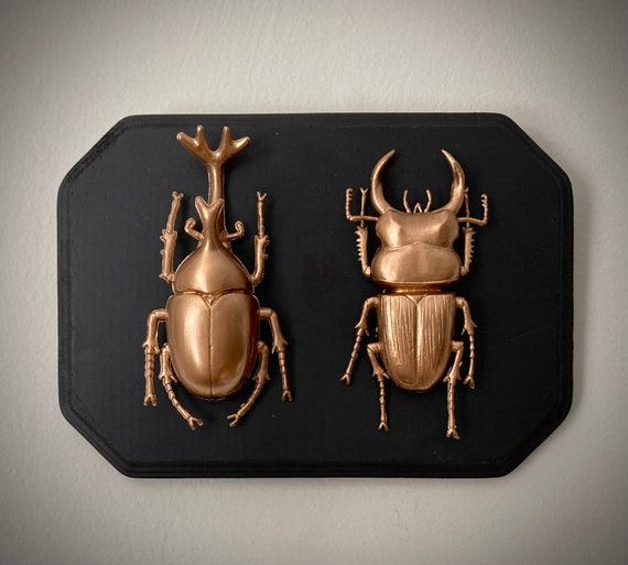 Fake Beetle Taxidermy | Etsy