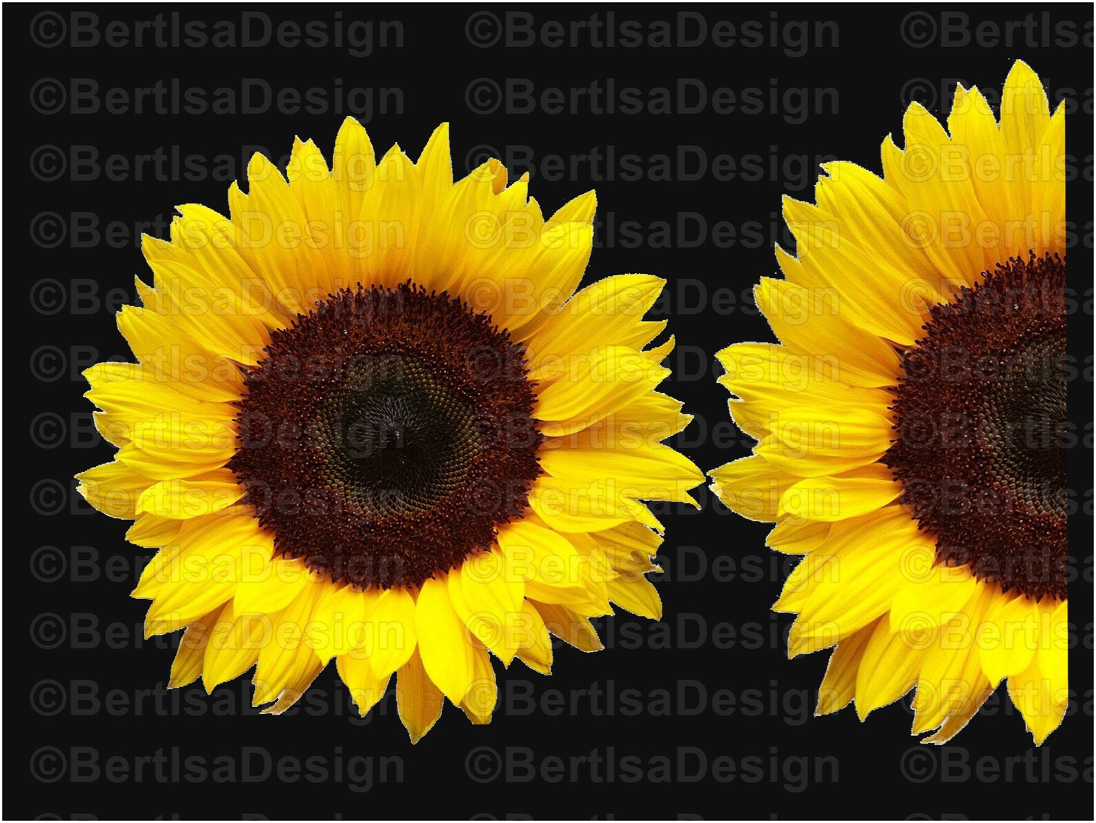 Half Sunflower, Whole Sunflower, Digital Download, Clip Art, PNG ...