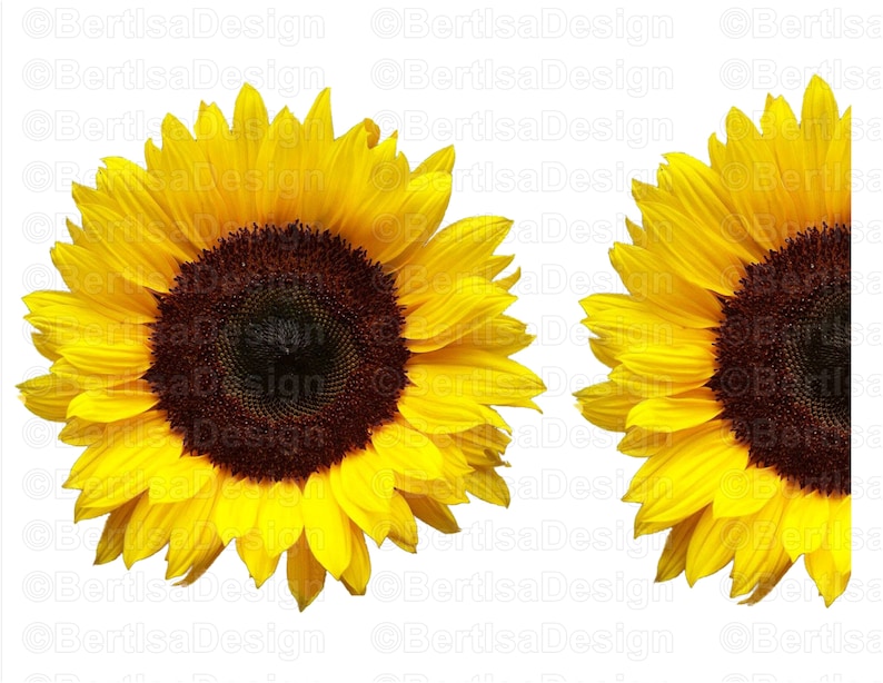 Half sunflower whole Sunflower digital download clip art | Etsy