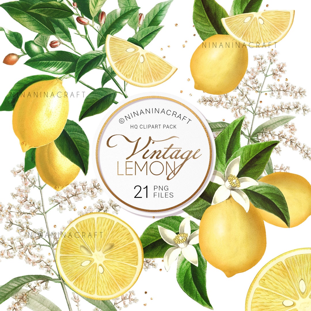 Cute Lemon Clip Art Pack, Vintage Lemon Clipart by Ninaninacraft ...