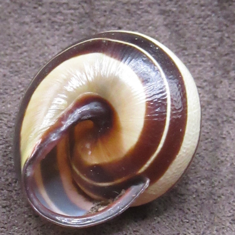 Natural Brown Lipped Snail Shell, 20mm Length, 15mm Depth, 20mm Width ...