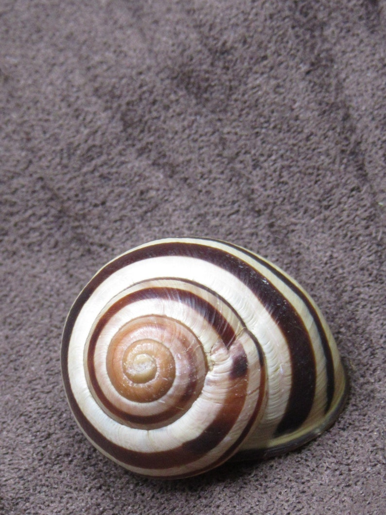 Natural Brown Lipped Snail Shell, 20mm Length, 15mm Depth, 20mm Width ...