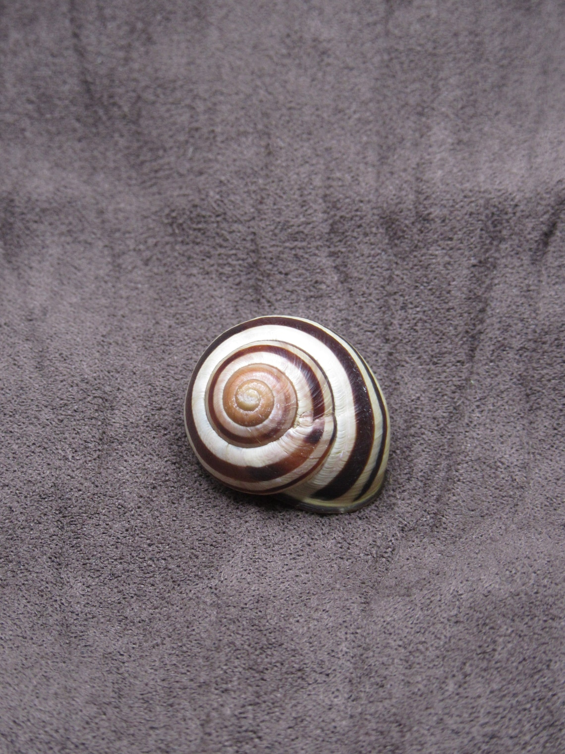 Natural Brown Lipped Snail Shell, 20mm Length, 15mm Depth, 20mm Width ...