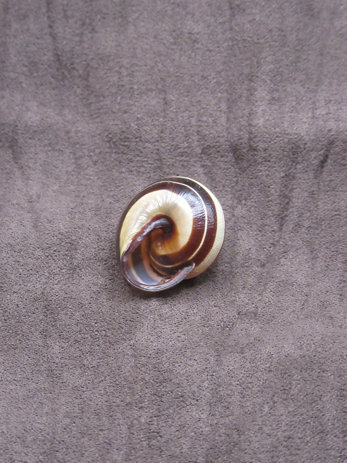 Natural Brown Lipped Snail Shell, 20mm Length, 15mm Depth, 20mm Width ...