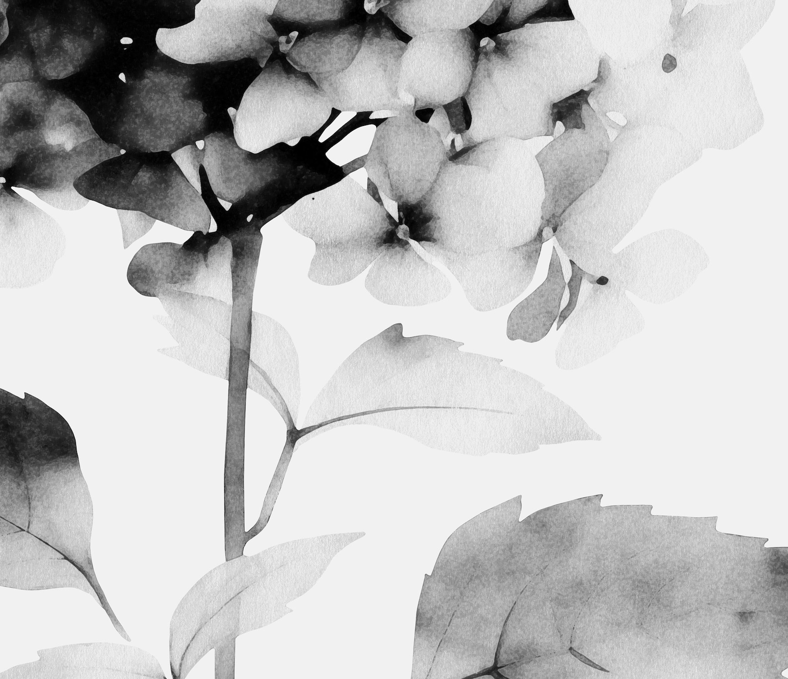 Black and Gray Hydrangea Peony Watercolor Set of 3 Prints, Minimalist ...