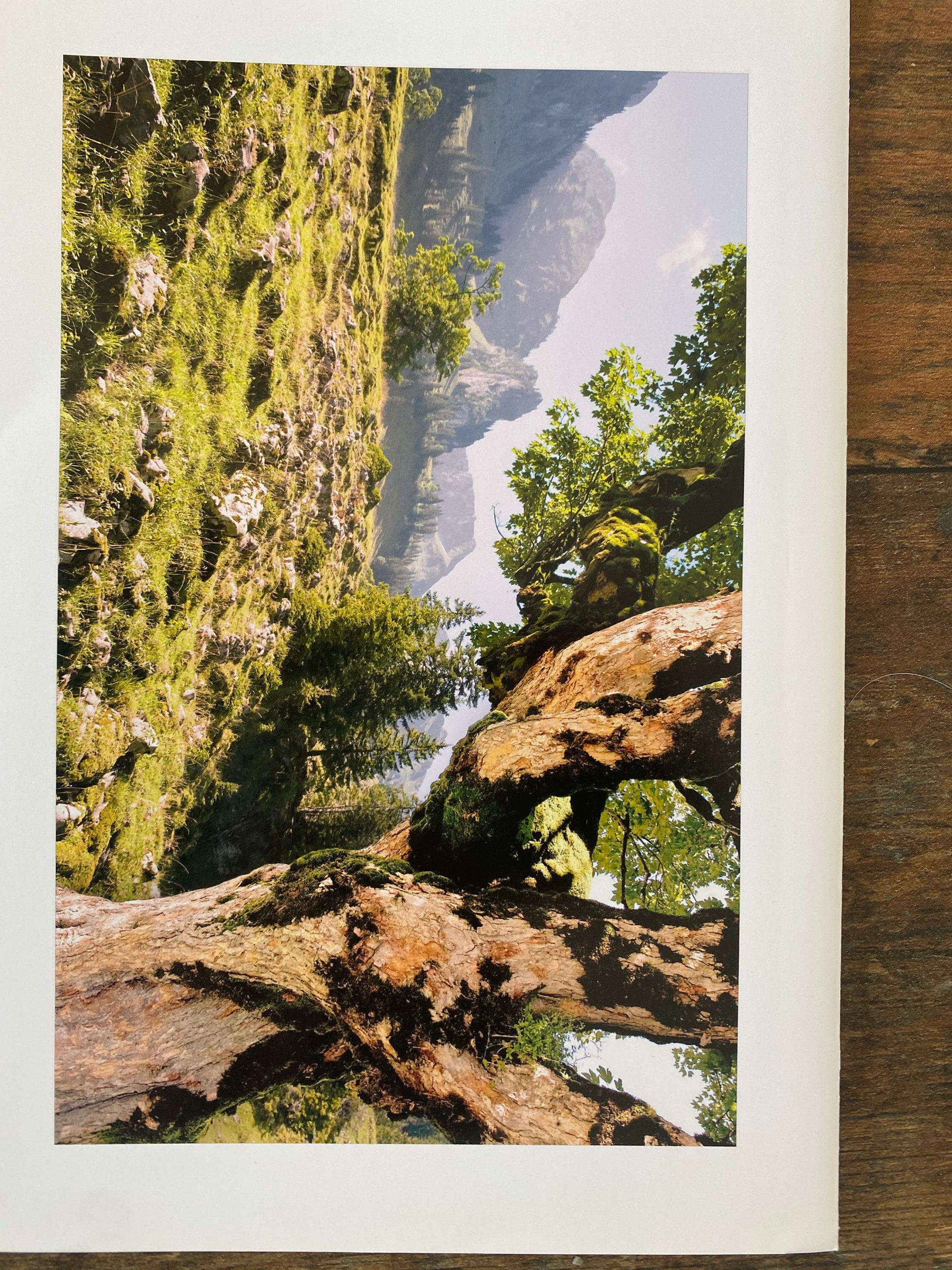 Set of 5 Postcards With Trees, Postcards With Еnvelopes , Tree ...