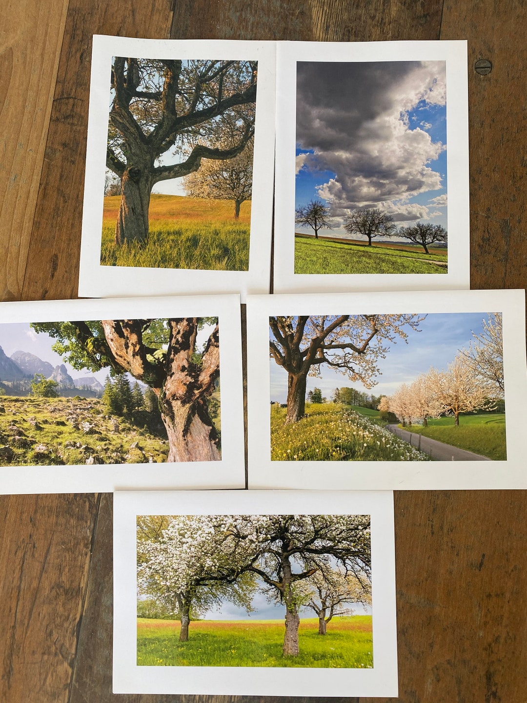 Set of 5 Postcards With Trees, Postcards With Еnvelopes , Tree ...