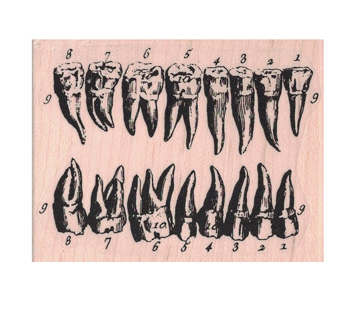 Teeth Diagram RUBBER STAMP Teeth Stamp Medical Stamp - Etsy
