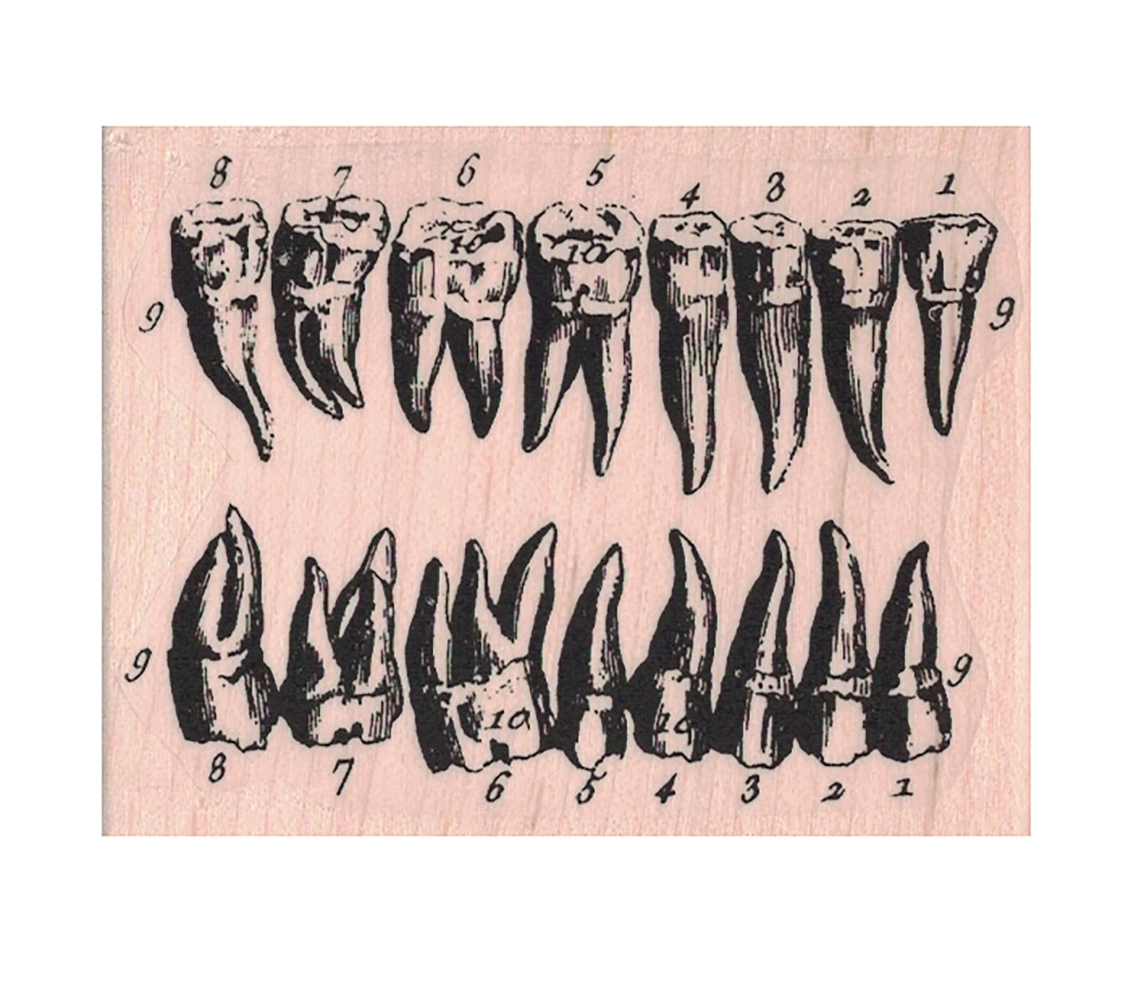 Teeth Diagram RUBBER STAMP Teeth Stamp Medical Stamp - Etsy