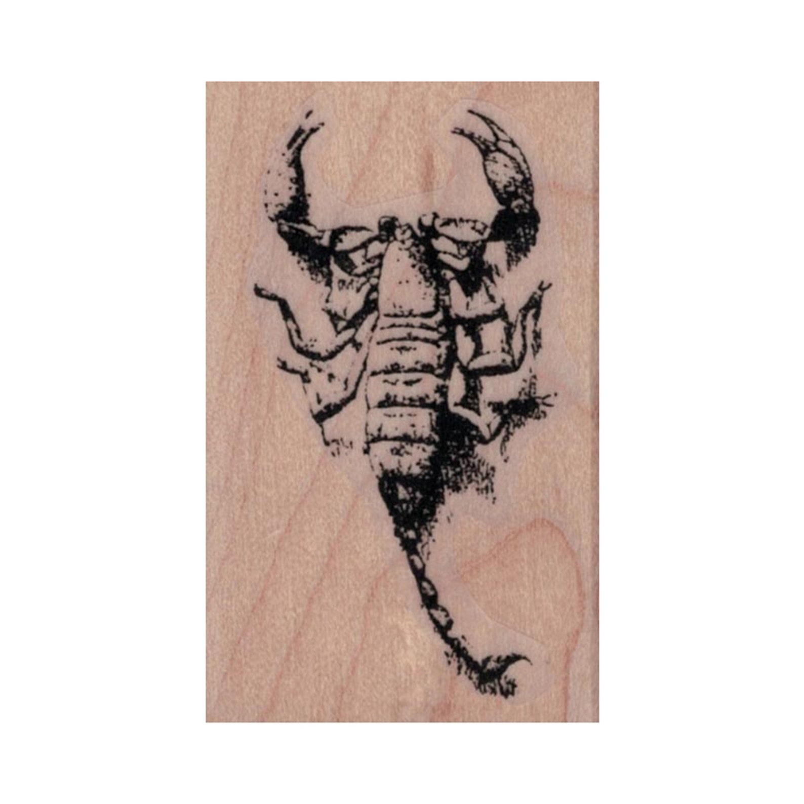 Scorpion RUBBER STAMP Insect Stamp Bug Stamp Entomology | Etsy
