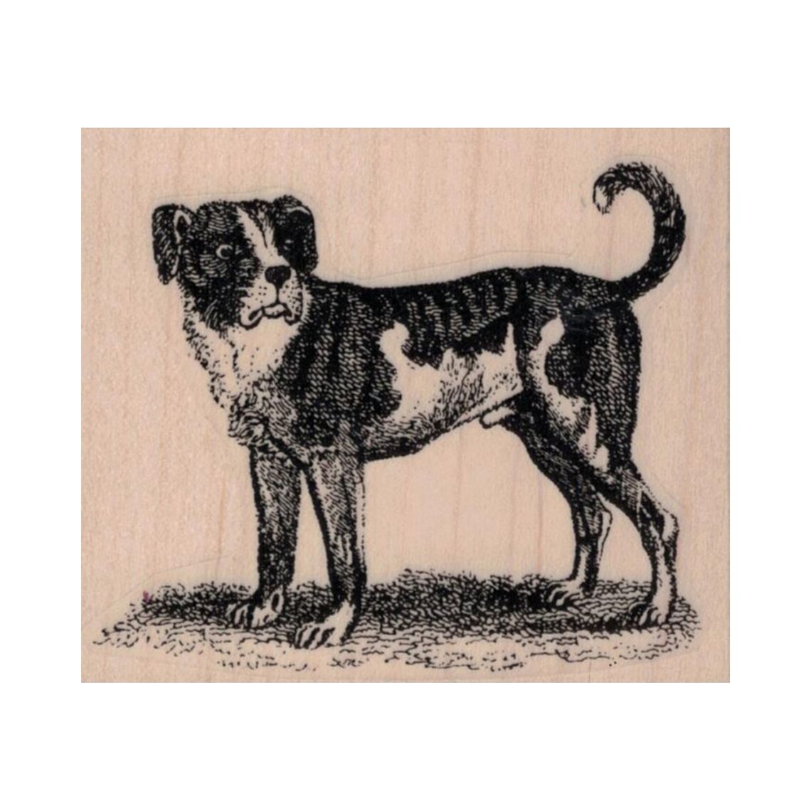 Dog Looking RUBBER STAMP Dog Stamp Concerned Dog Stamp Dog - Etsy