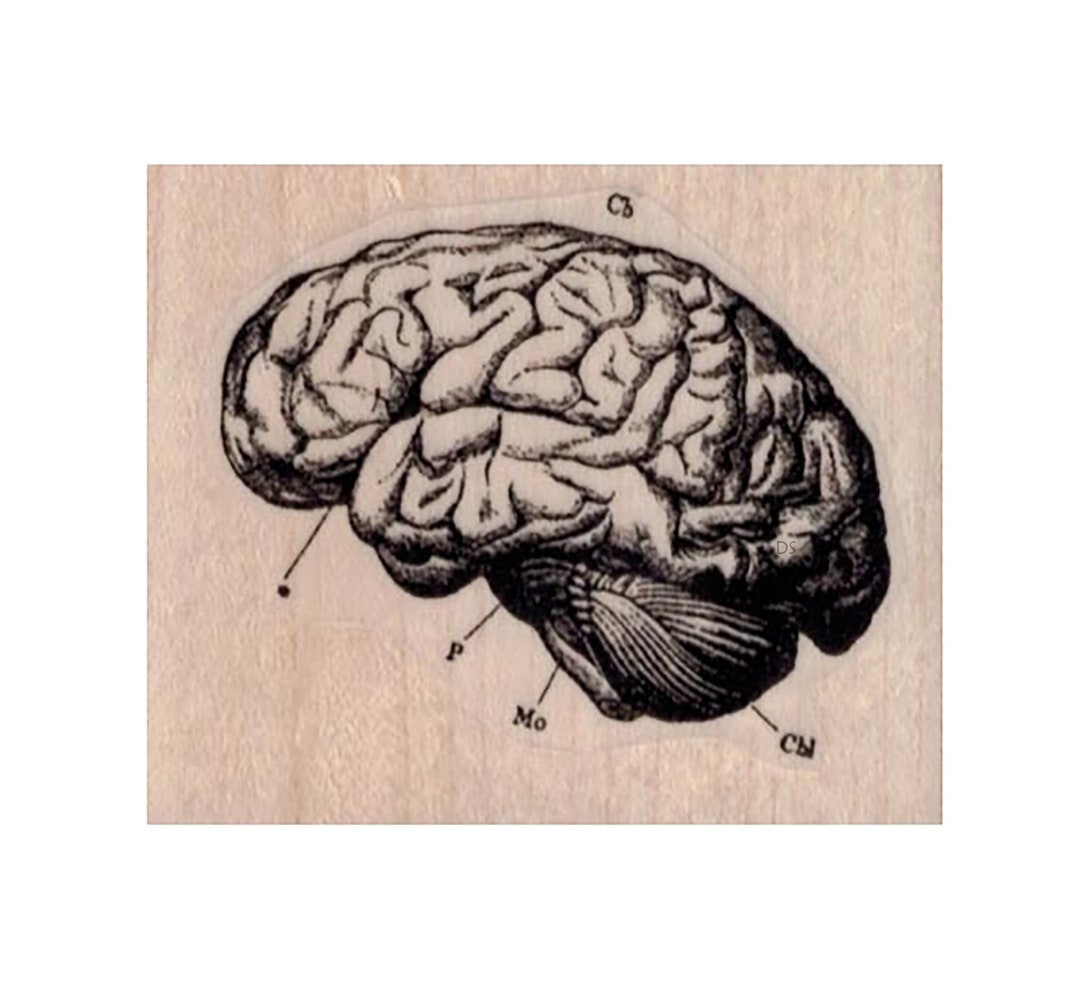 Brain Diagram RUBBER STAMP, Detailed Brain Diagram, Brain Stamp ...