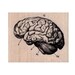 Brain Diagram RUBBER STAMP, Detailed Brain Diagram, Brain Stamp ...