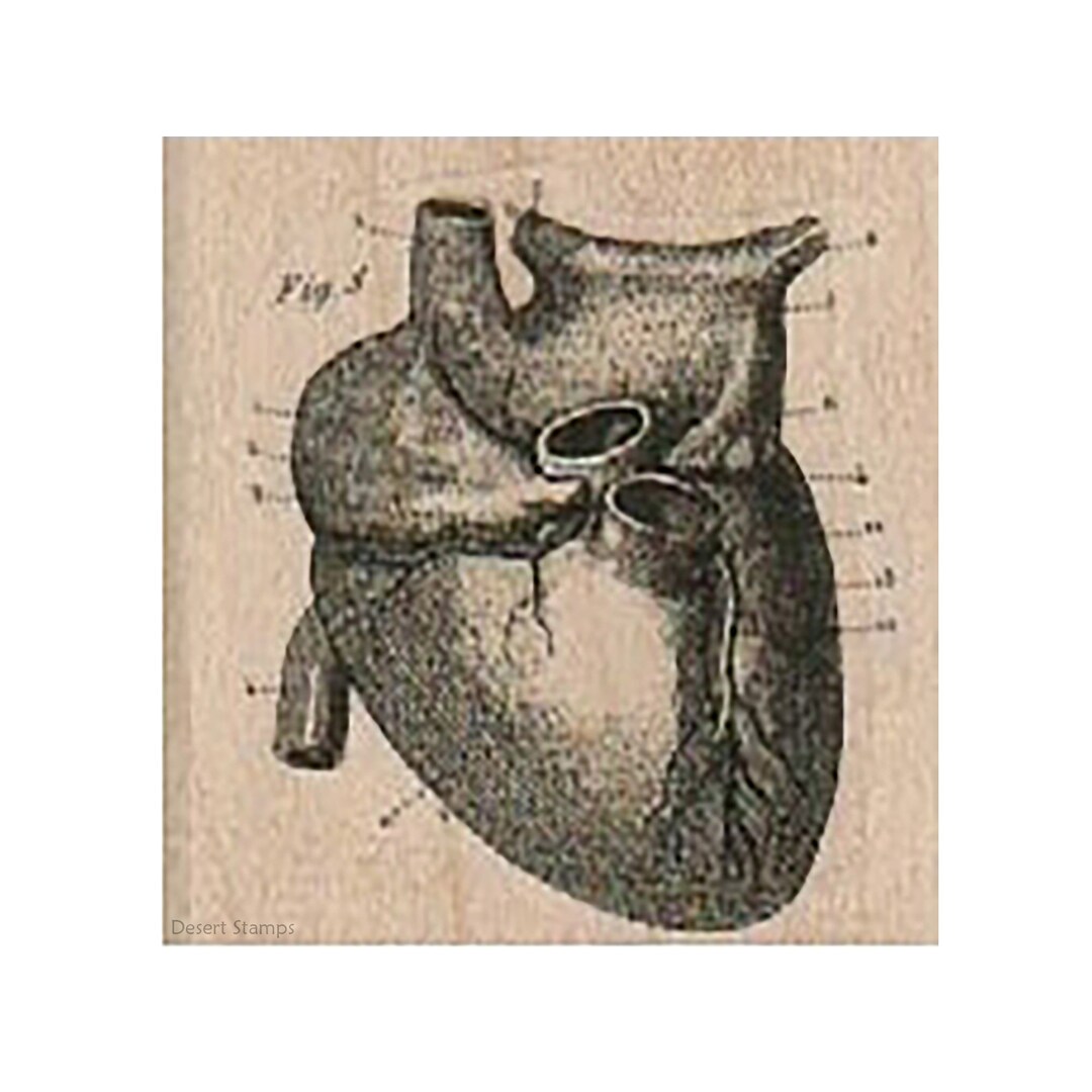 Heart Diagram RUBBER STAMP, Steampunk Stamp, Anatomy Stamp, Medical ...