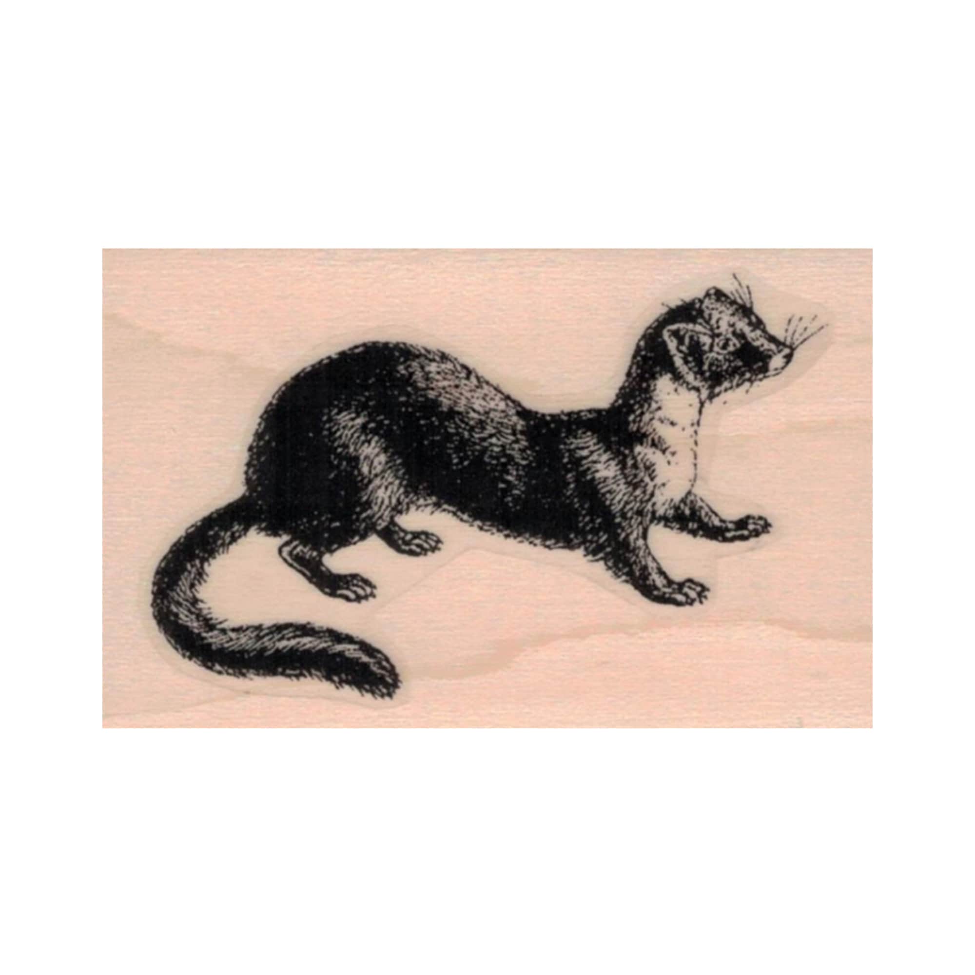 Ferret Standing Drawing