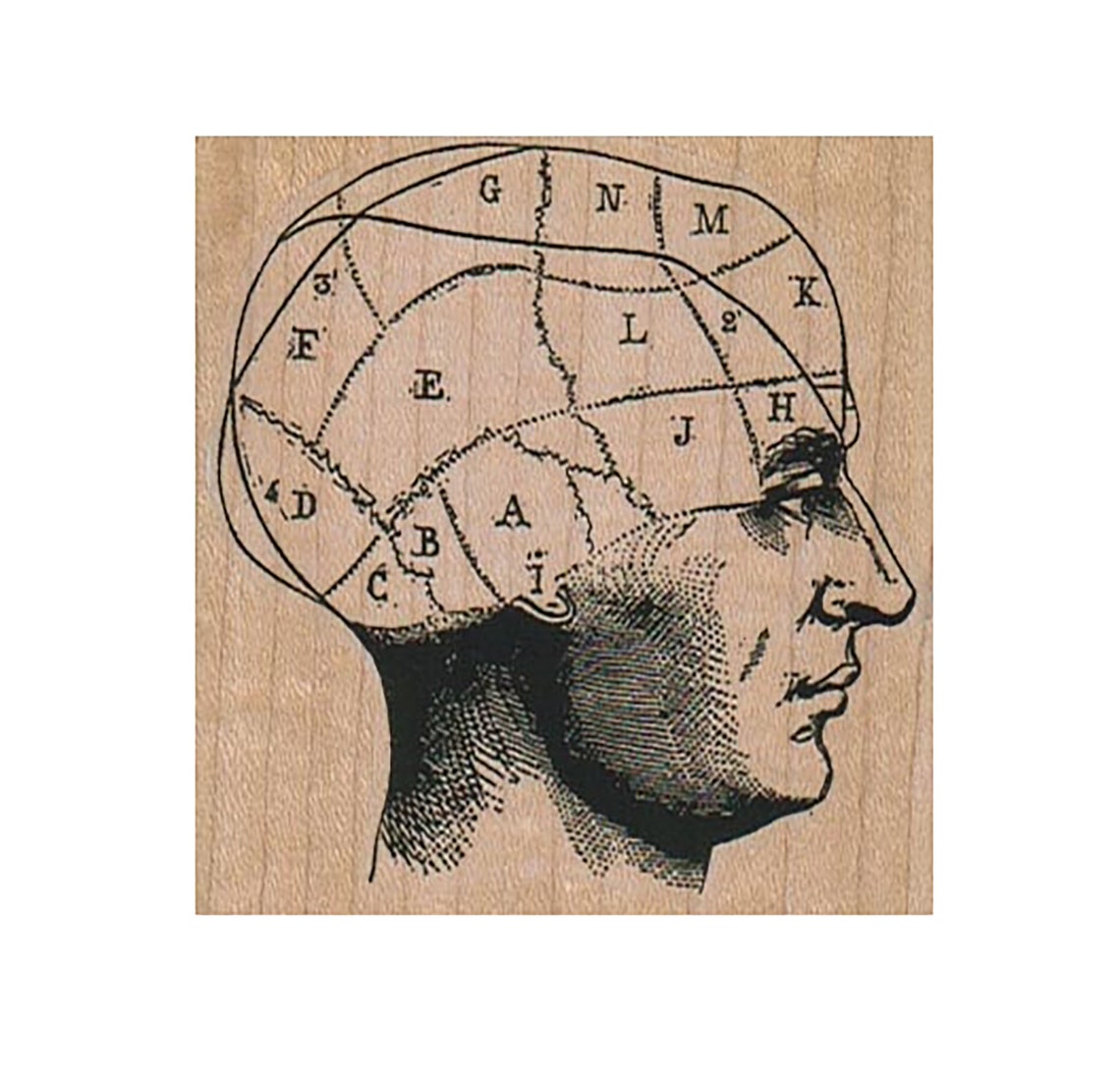 Map of Head RUBBER STAMP, Brain Diagram Stamp, Mixed Media, Brain Stamp ...