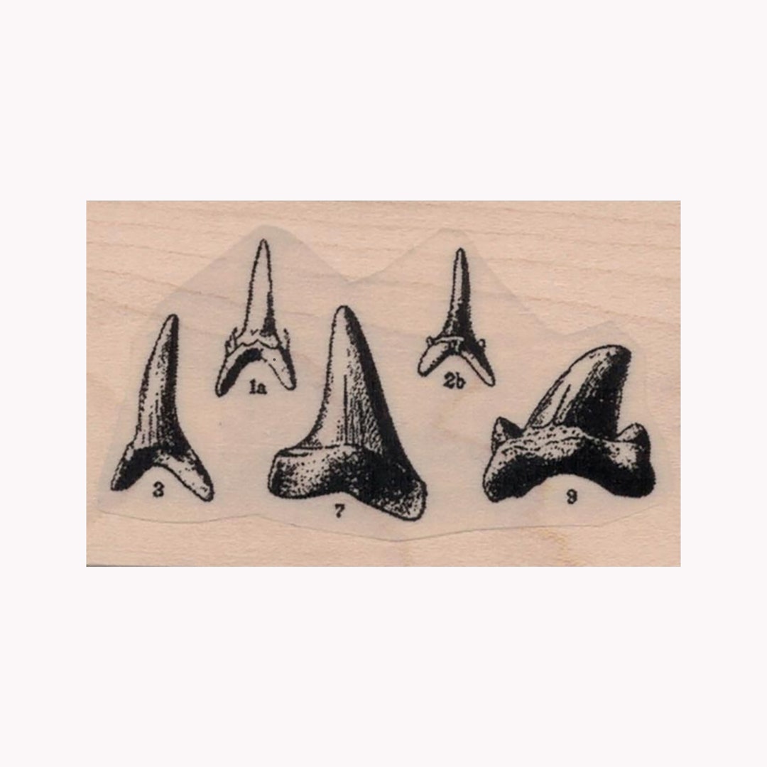 Shark Teeth Specimen RUBBER STAMP, Teeth Stamp, Medical Stamp ...