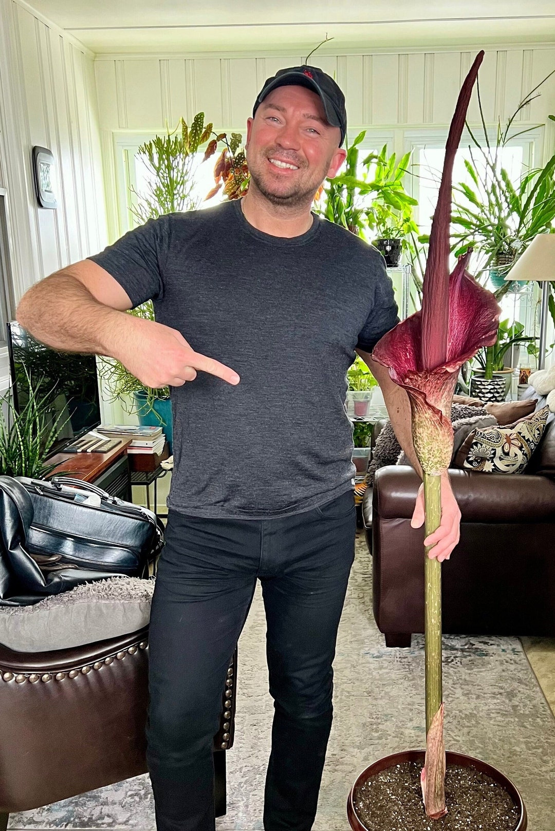 Voodoo Lily - Amorphophallus Konjac – Rare Houseplant - Etsy