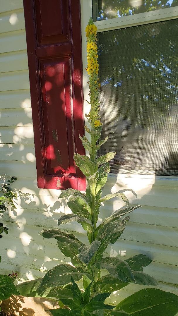 25 Organic Mullein Seeds - Etsy