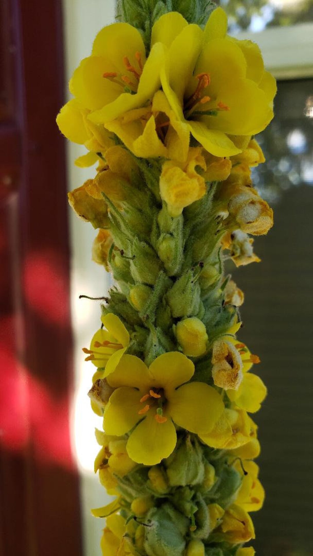 25 Organic Mullein Seeds - Etsy