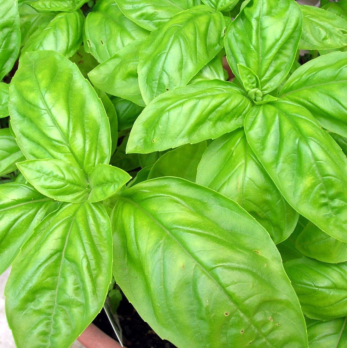 Organic Italian Basil Seeds (25) - Etsy
