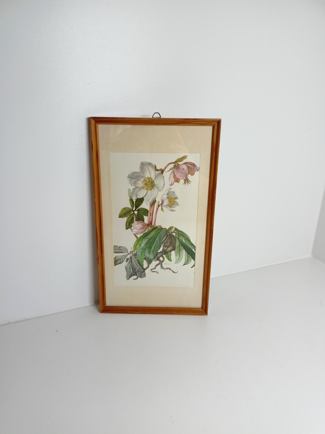 Plant Picture Lithograph Picture in a Vintage Wooden Frame Midcentury ...